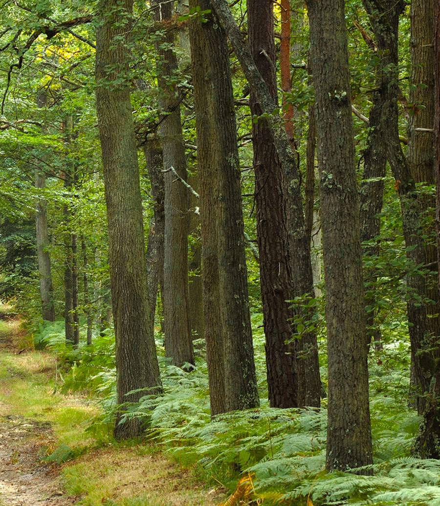 Forestière Chasseval 45